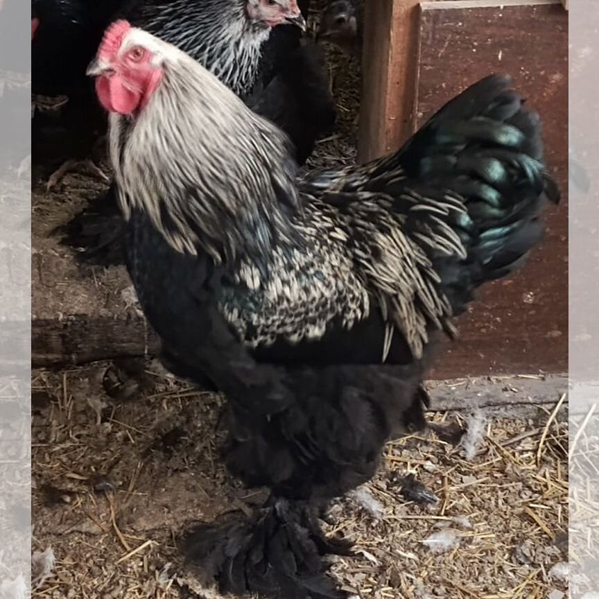 Молодые петухи Брама