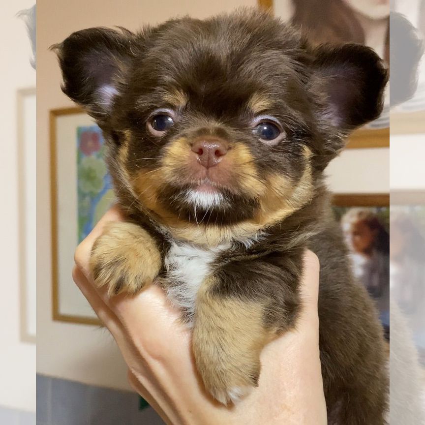 Чихуахуа, щенок