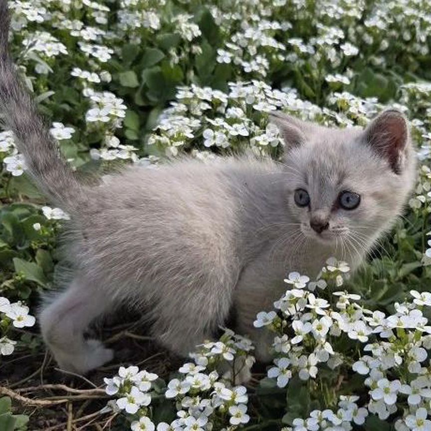 Котёнок в добрые руки