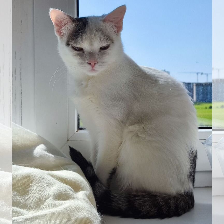 Котенок ищет дом