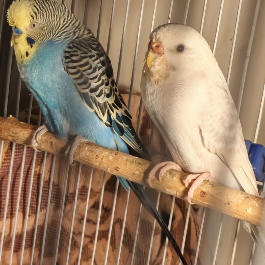 Волнистый попугай