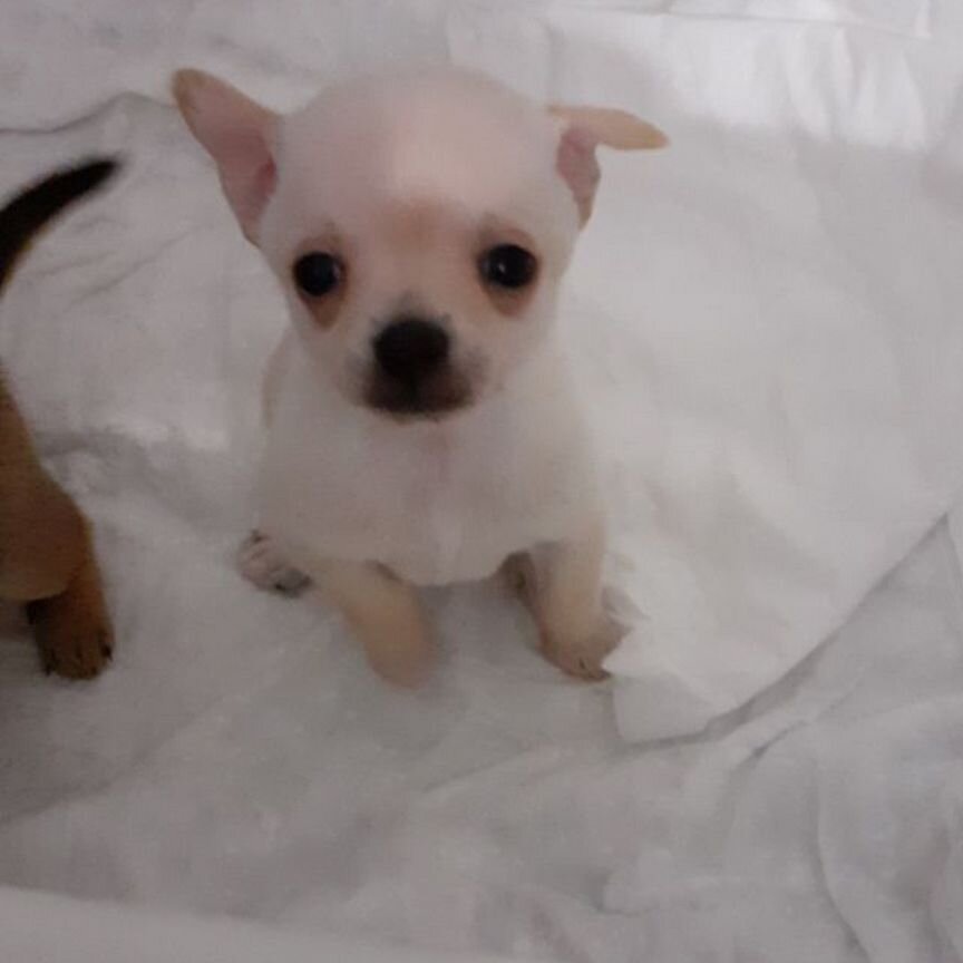 Чихуахуа, щенок