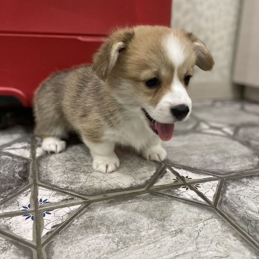 Вельш-корги пемброк девочка щенок