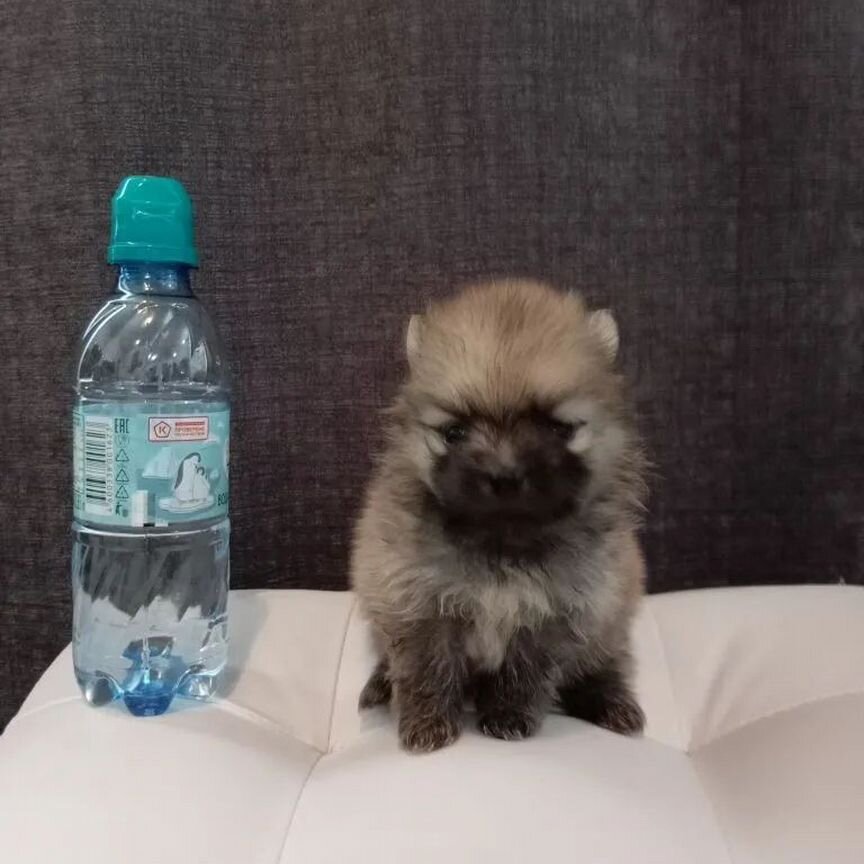 Продам шикарных щеночков мини шпица