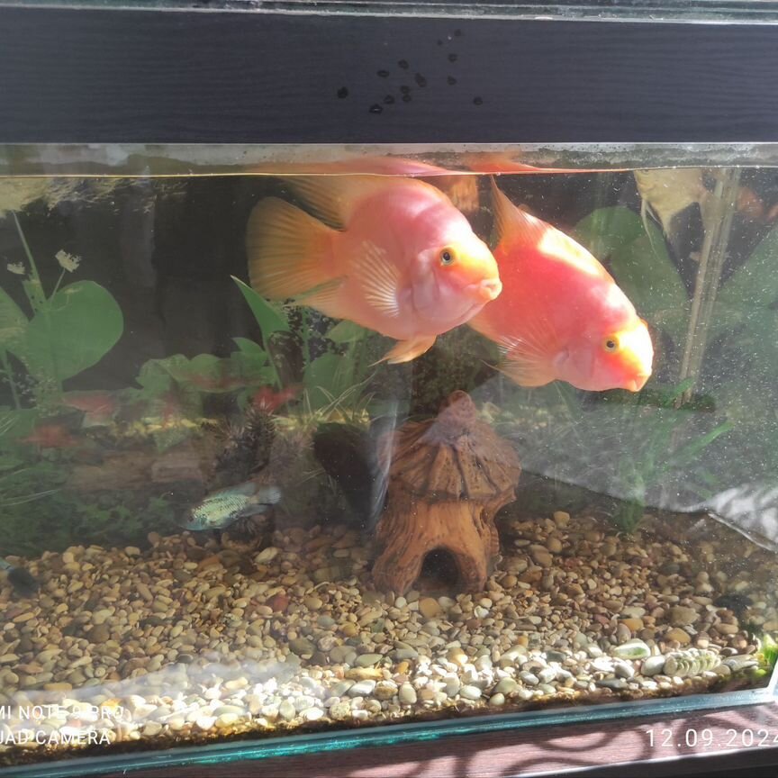 Аквариумные рыбки