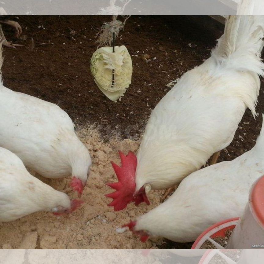 Куры от 50шт