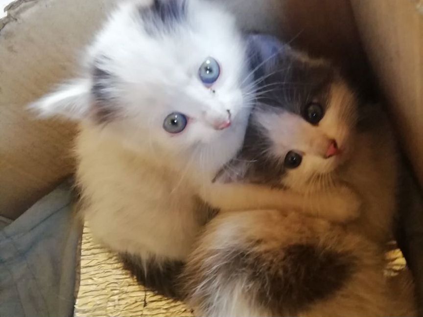 Отдам Пушистиков, в добрые руки