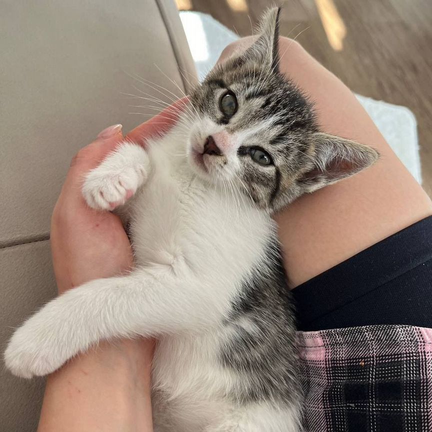 Котенок девочка 1,5 месяца