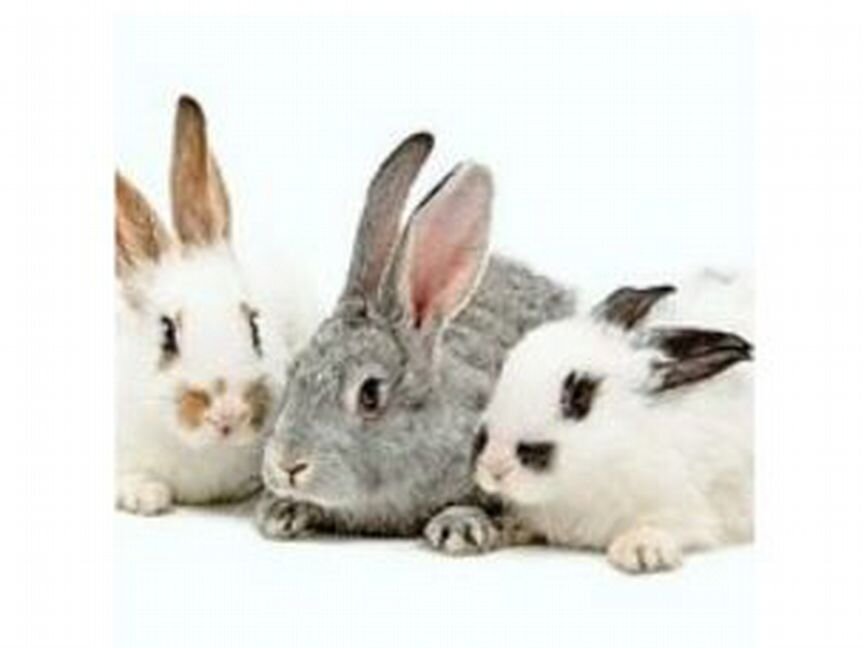 Комбикорм пкз 90 для молодняка кролик, 35 кг