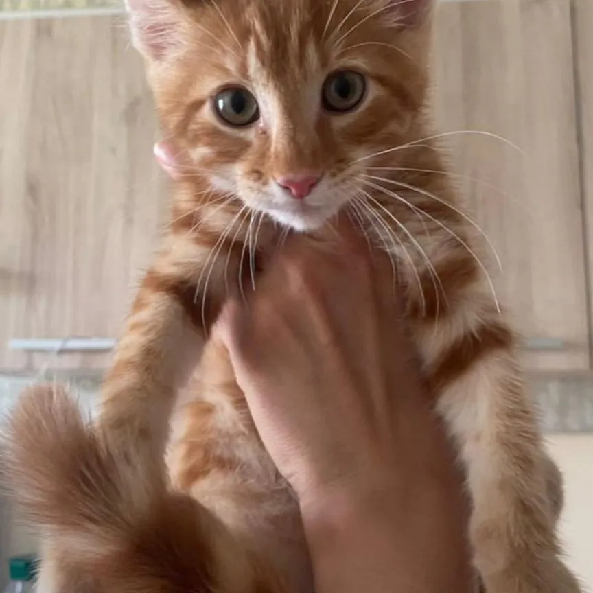 Котенок мальчик