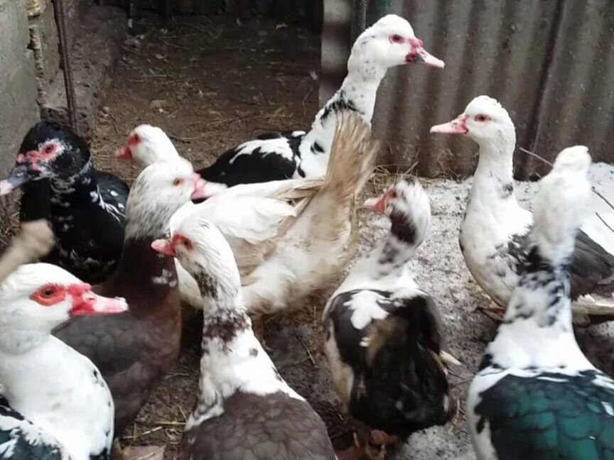 Семья уток шипунов (4 штуки)