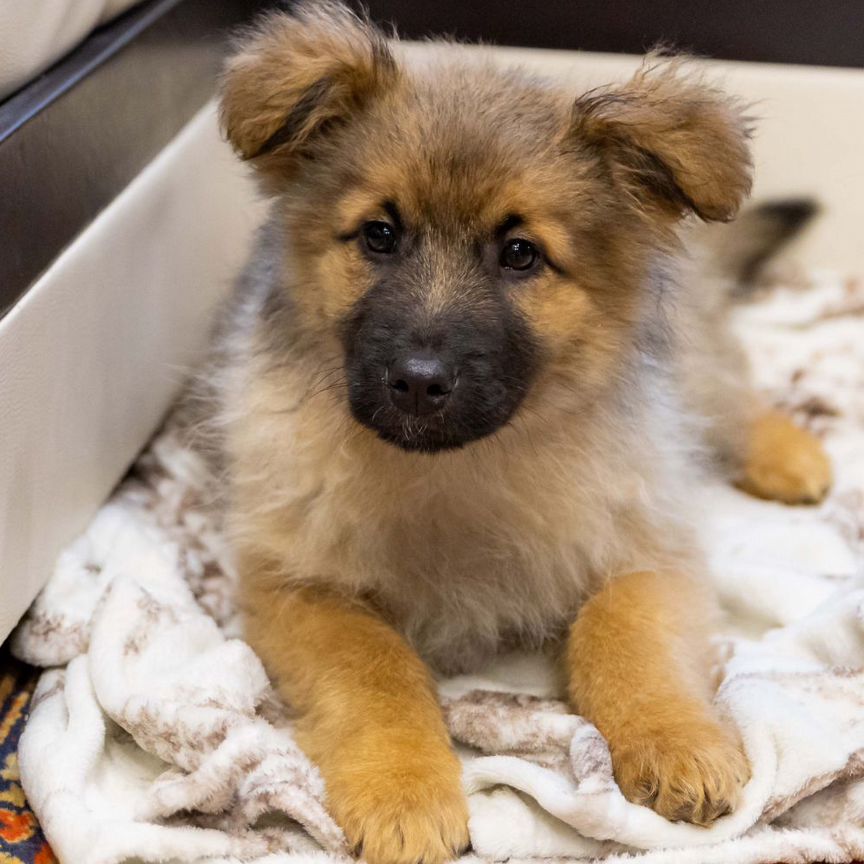 Щенок в добрые руки