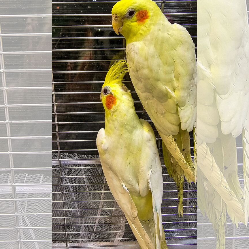 Попугай корелла