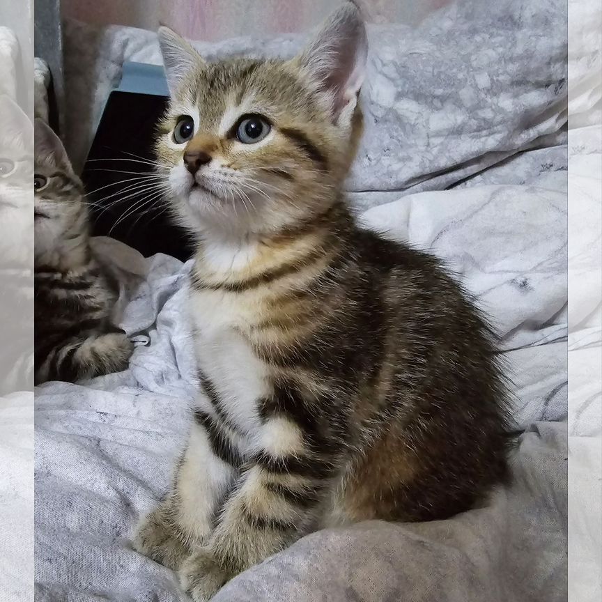 Кошечка, 2 месяца