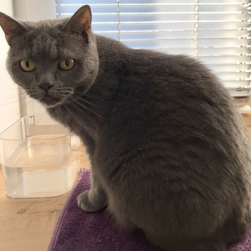 Отдам кошку в добрые руки бесплатно