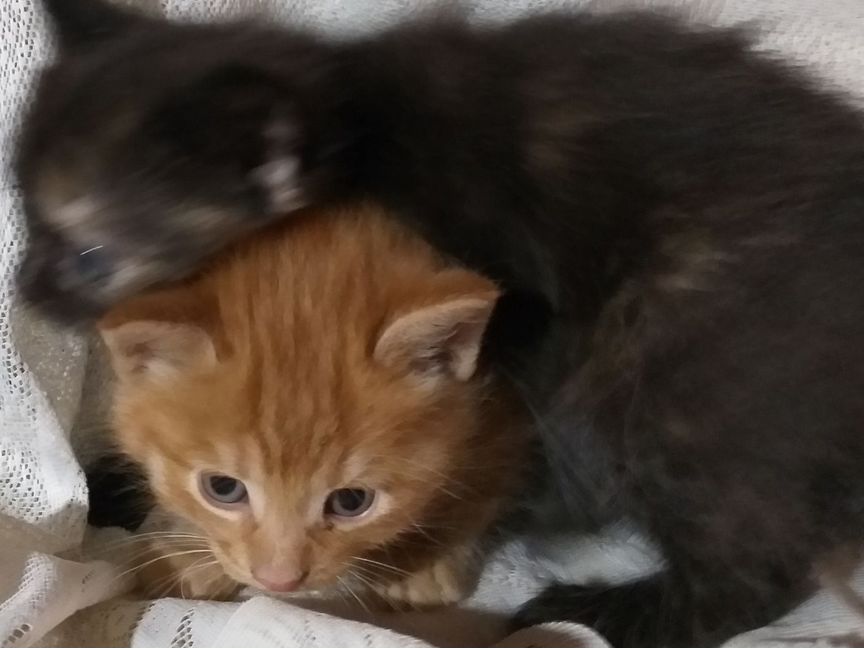 Сибирские котята в добрые руки