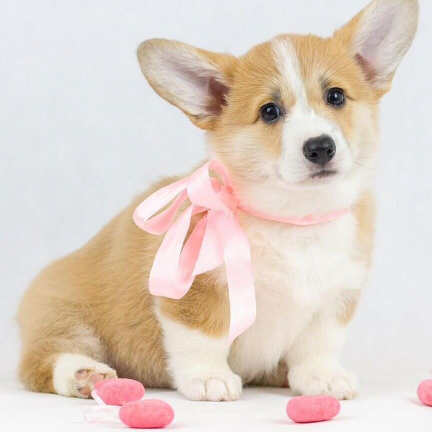 Великолепная девочка вельш корги прембок