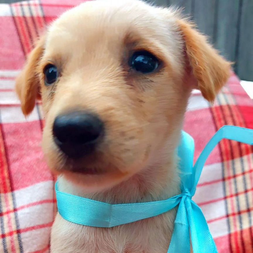 Крохотный щенок в дар