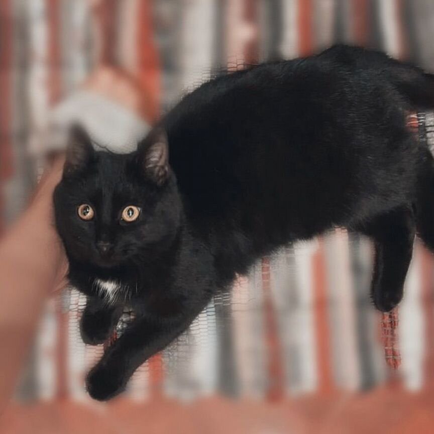 Котик мальчик ищет дом