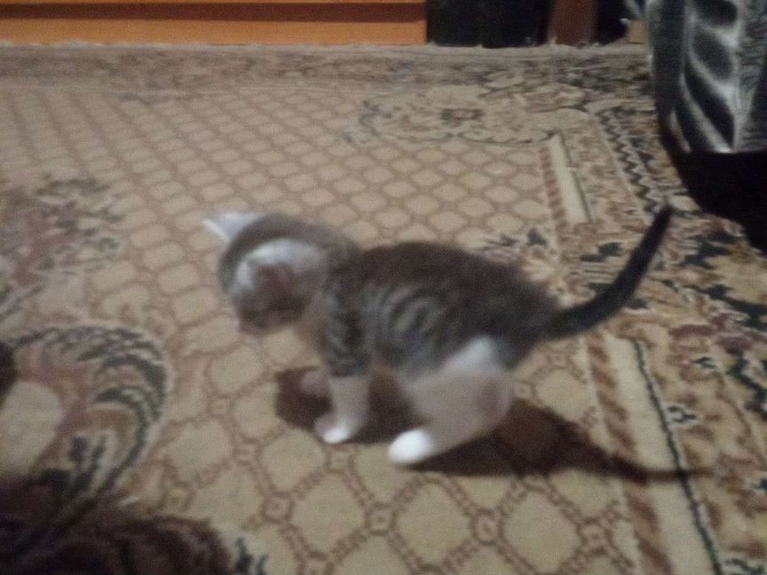 Котята 2 недели девочки одам в добрые руки