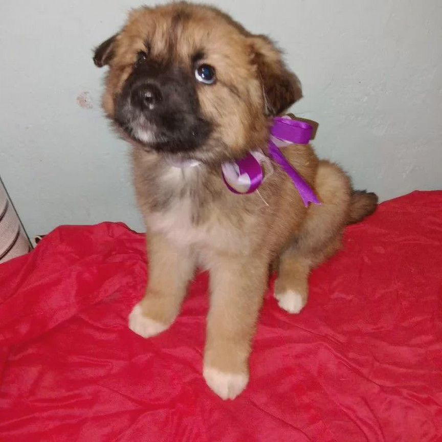 Чудесная девочка ищет дом