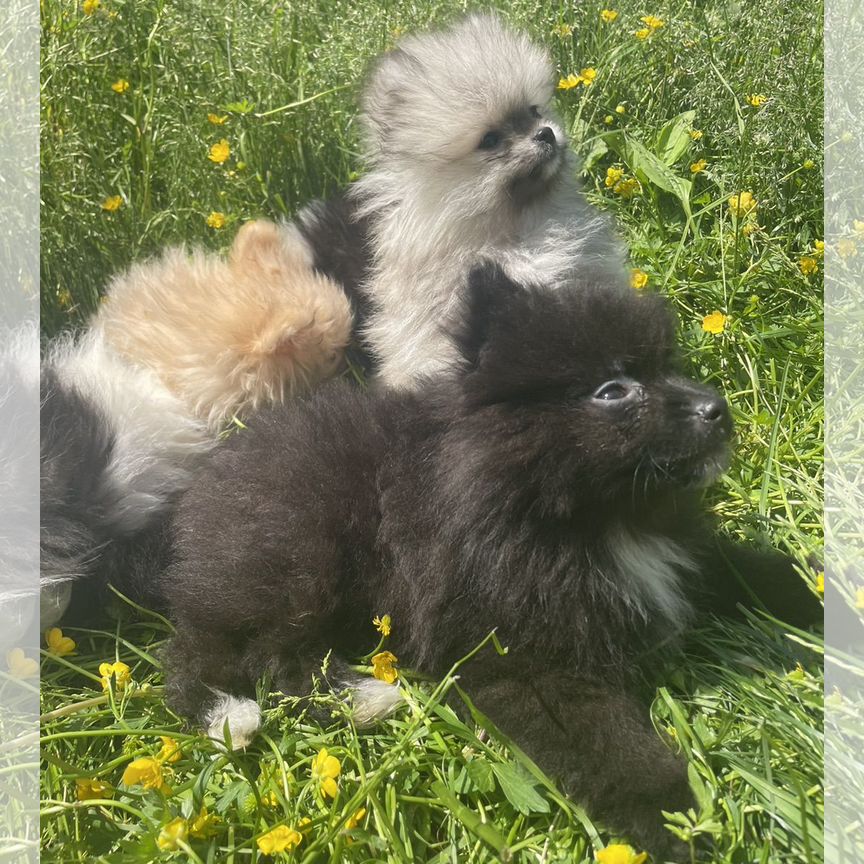 Щенки шпица