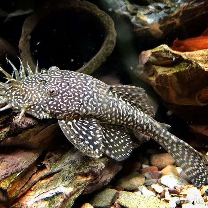 Анциструс самец взрослый