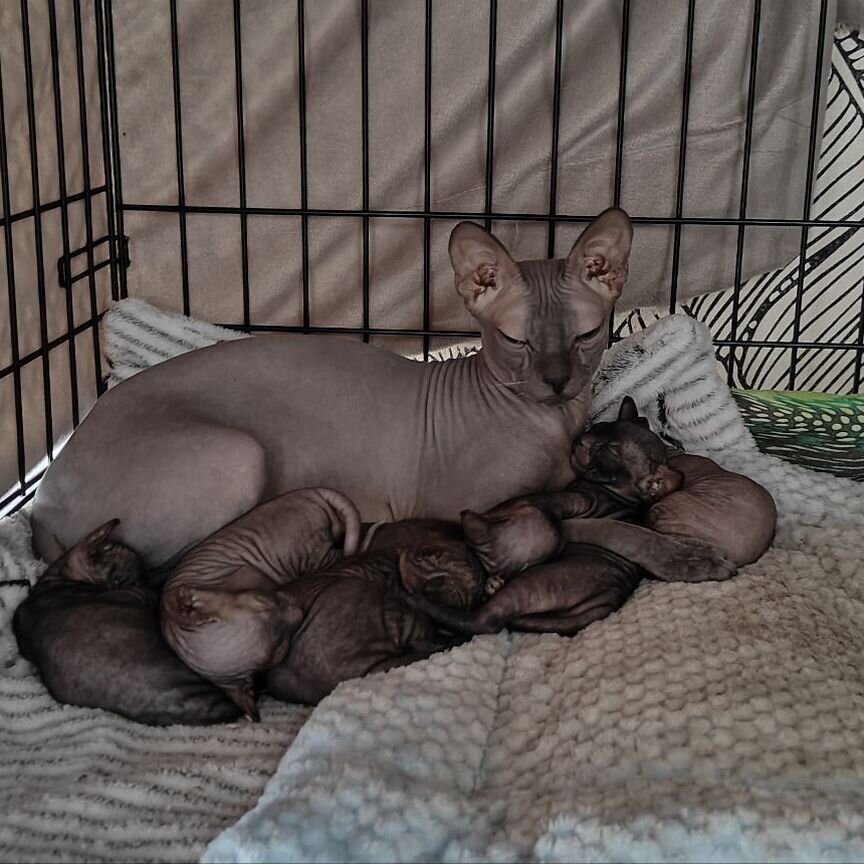 Донской сфинкс котята