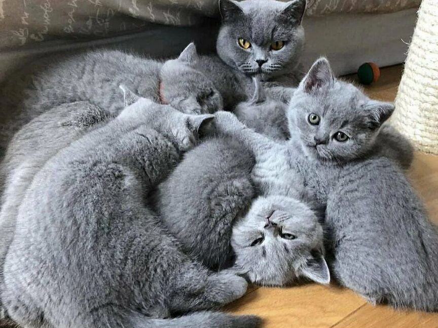 Британские голубые котята