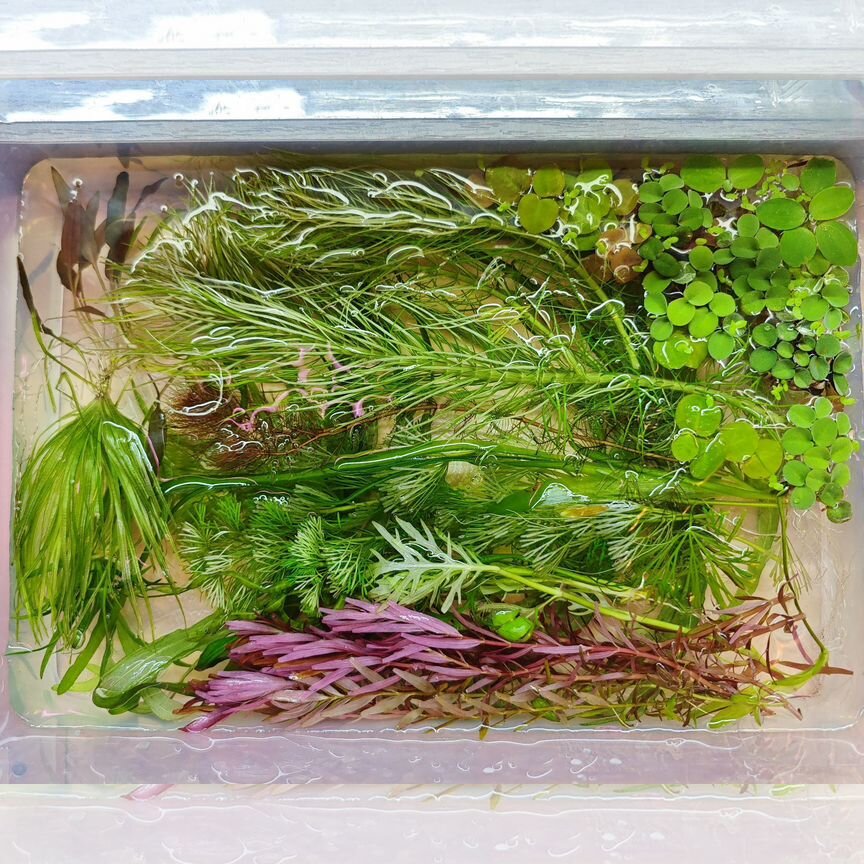 Аквариумные растения прополка