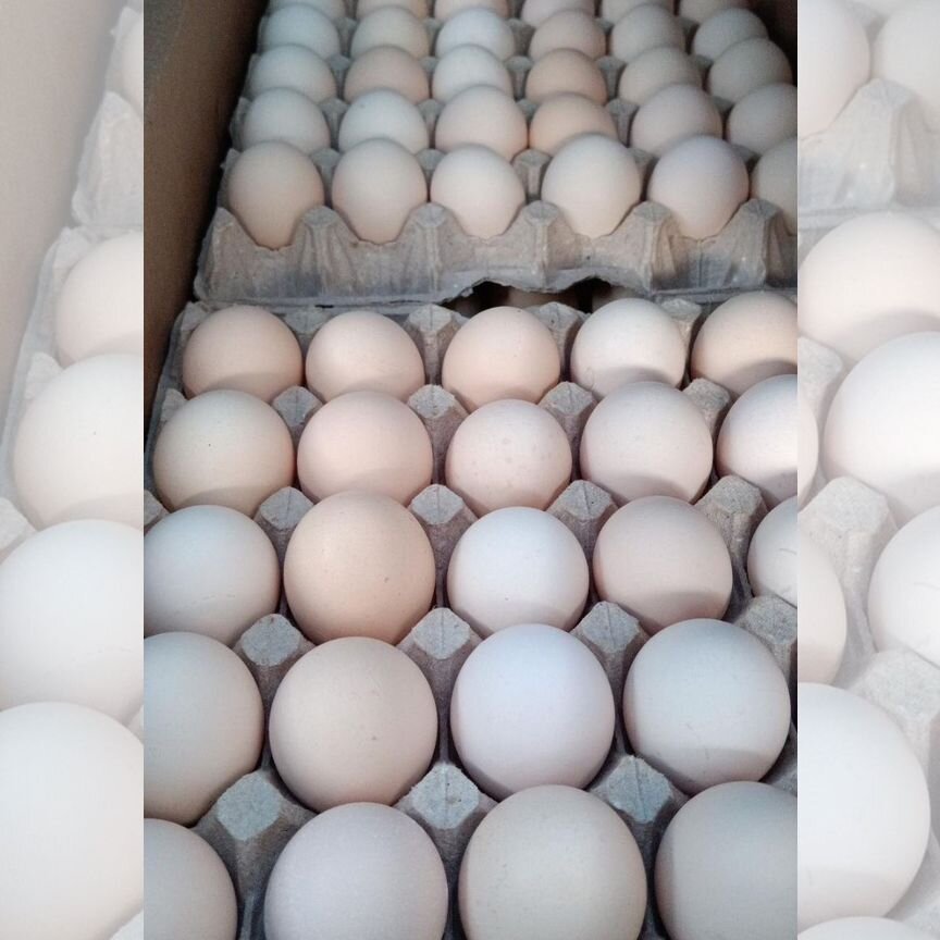 Инкубационное яйцо бройлера росс 308