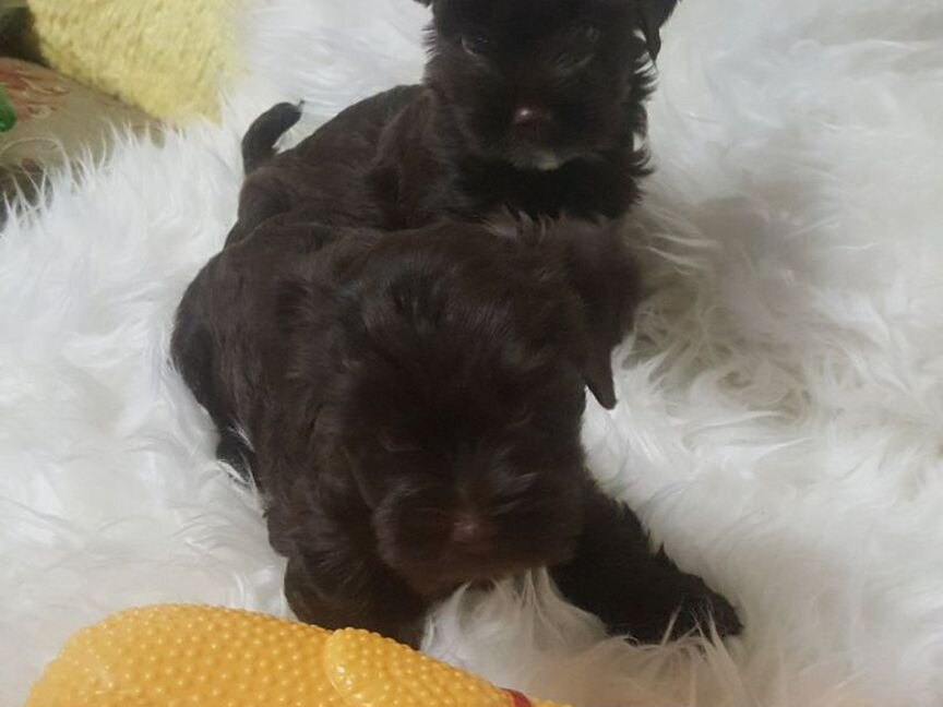 Шоколадный йорк