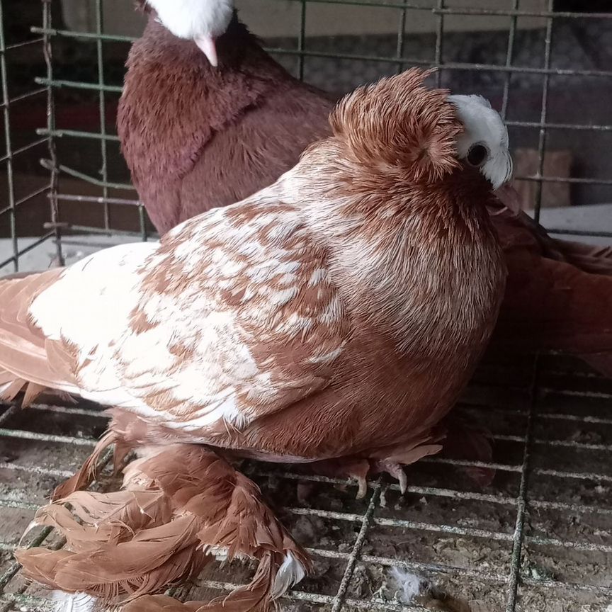 Саксонские священники