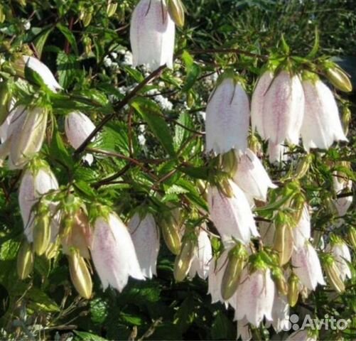 Многолетние цветы для сада купить в Барнауле | Товары для дома и дачи ...
