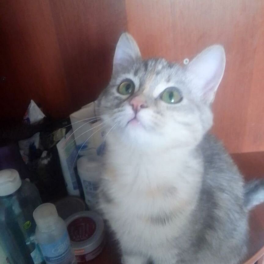 Котенок подросток
