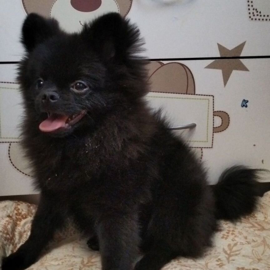 Немецкий шпиц, щенок