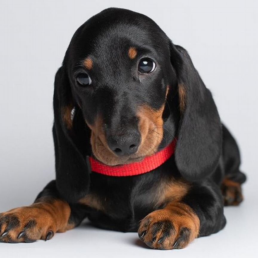 Такса, щенок