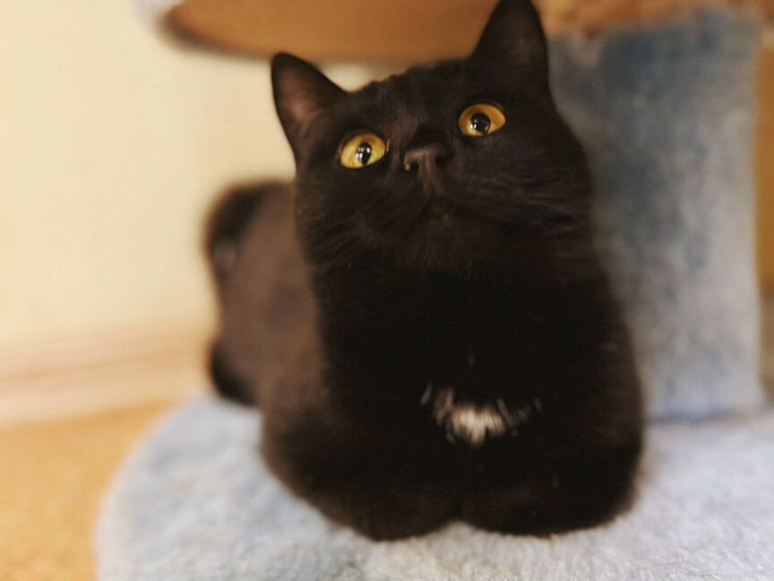 Баффи ищет добрые ручки