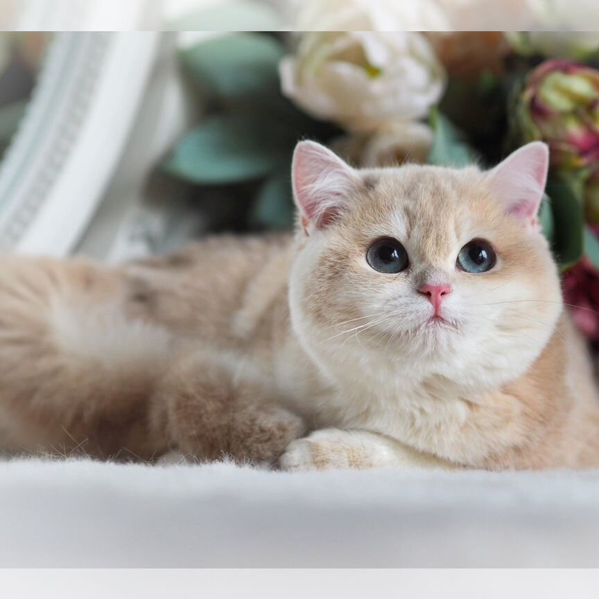Британская лиловая кошечка