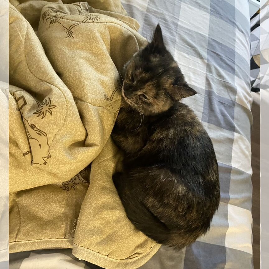 Котёнок в добрые руки