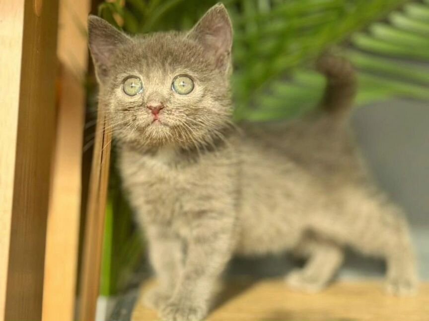 Котёнок