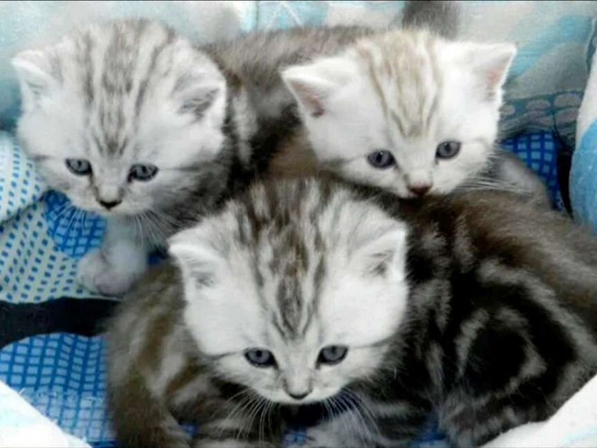 Плюшки) Мрамор На Серебре