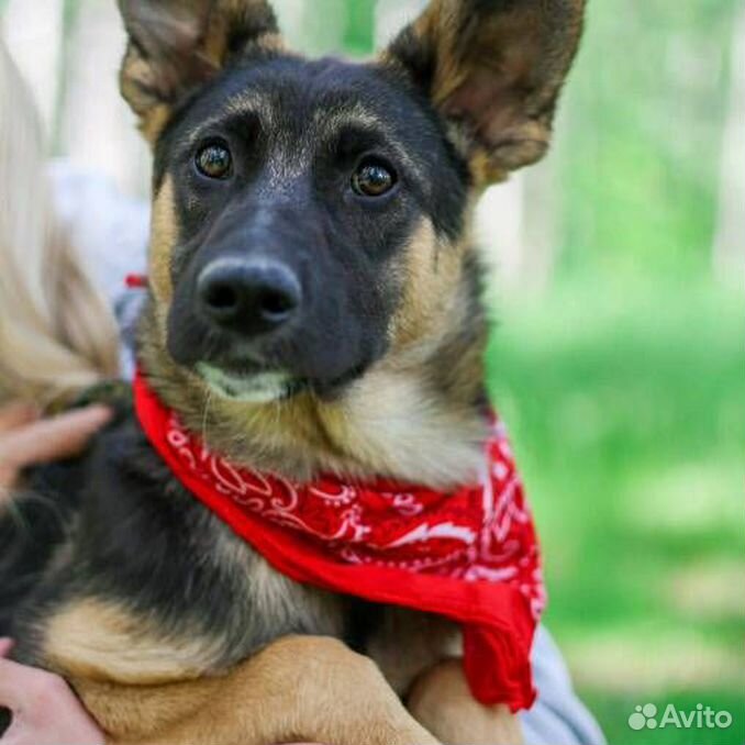 Малютка Дафна пропадет в приюте