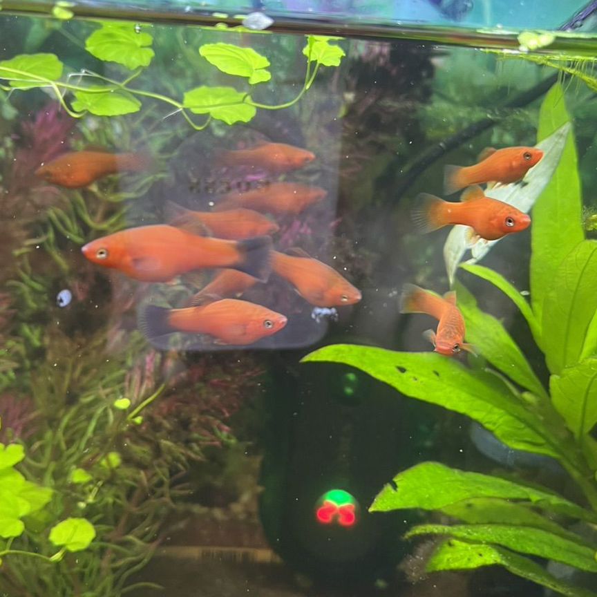 Меченосцы красные