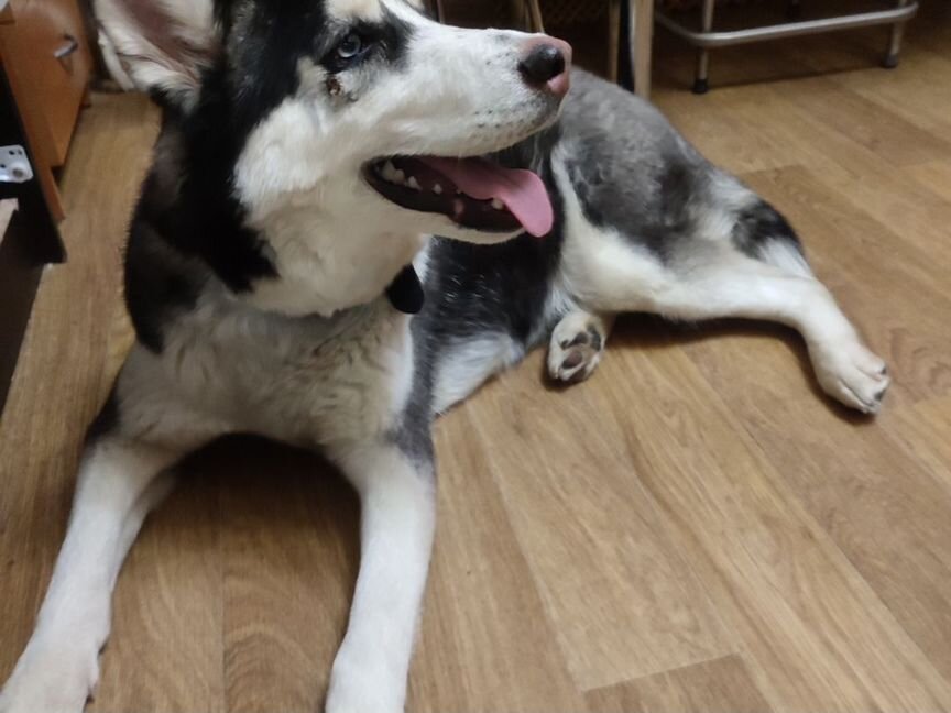 Найдена собака Сибирский хаски