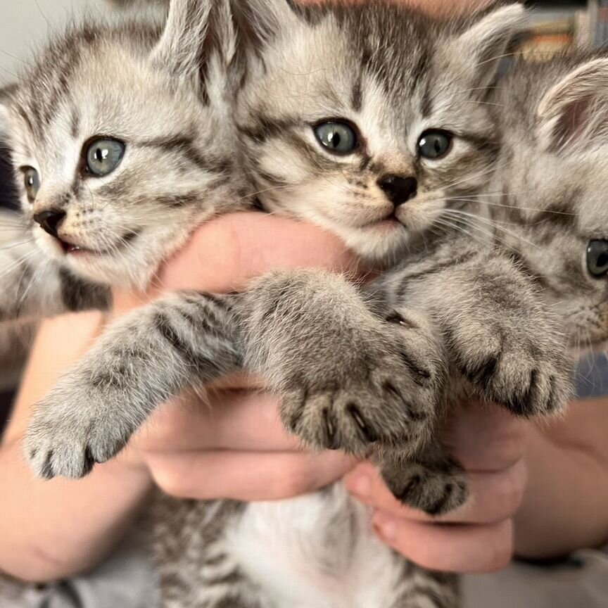 Шотландская