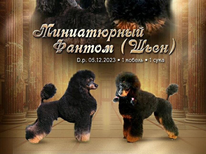 Пудель чёрно-подпалый