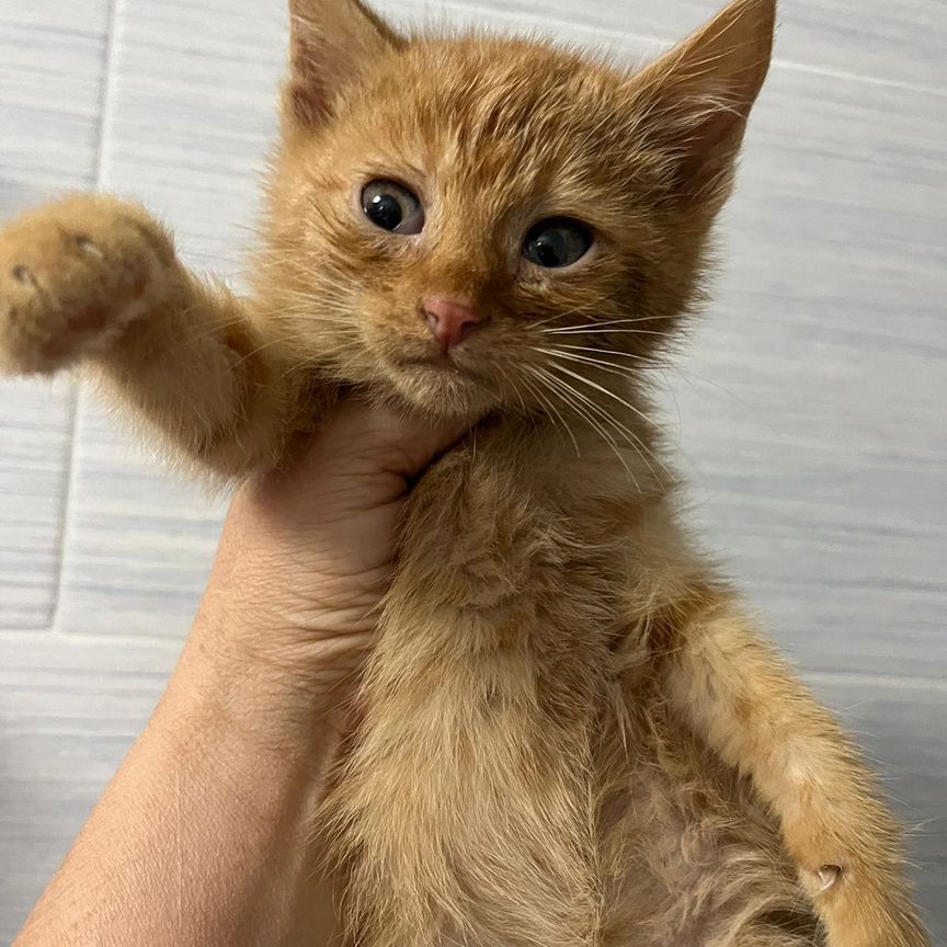 Котенок привитый малыш рыжик