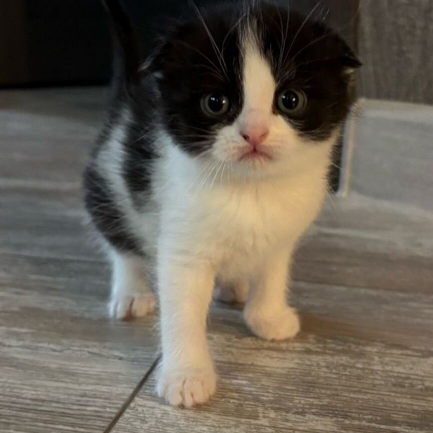 Шотландский вислоухий короткошёрстный котёнок