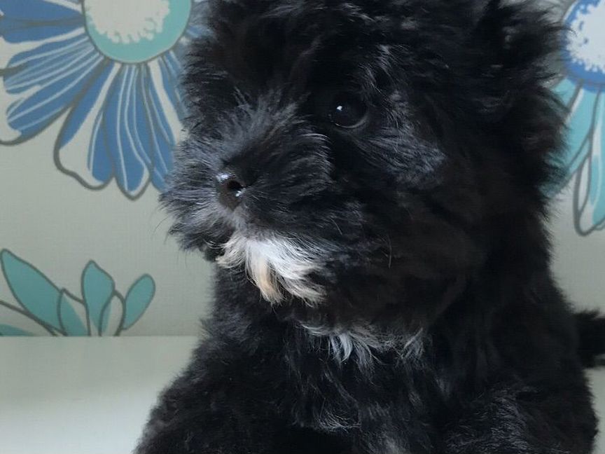 Эксклюзивная мини девочка